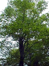 Untitled Document [hayakawayukio.jp]