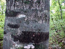 Untitled Document [hayakawayukio.jp]